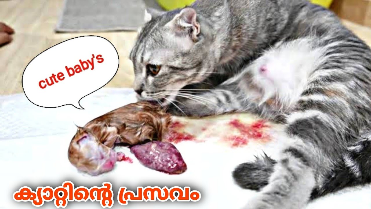 cat giving birth | cat delivery | pregnant cat | cat delivery video ...
