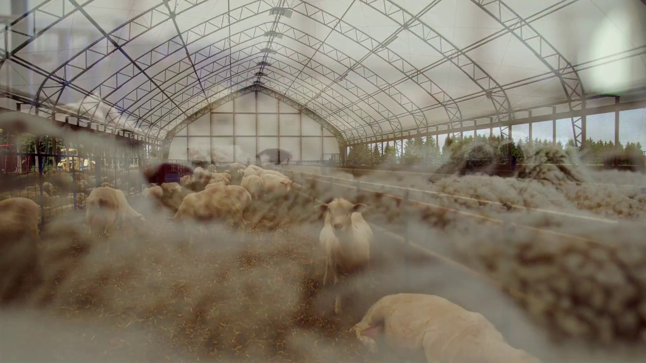 Transporting sheep - YouTube