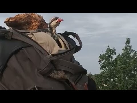 nazik keklik sesi )gentle partridge sound )нежный звук куропатки )لطيف صوت الحجل )садои латиф