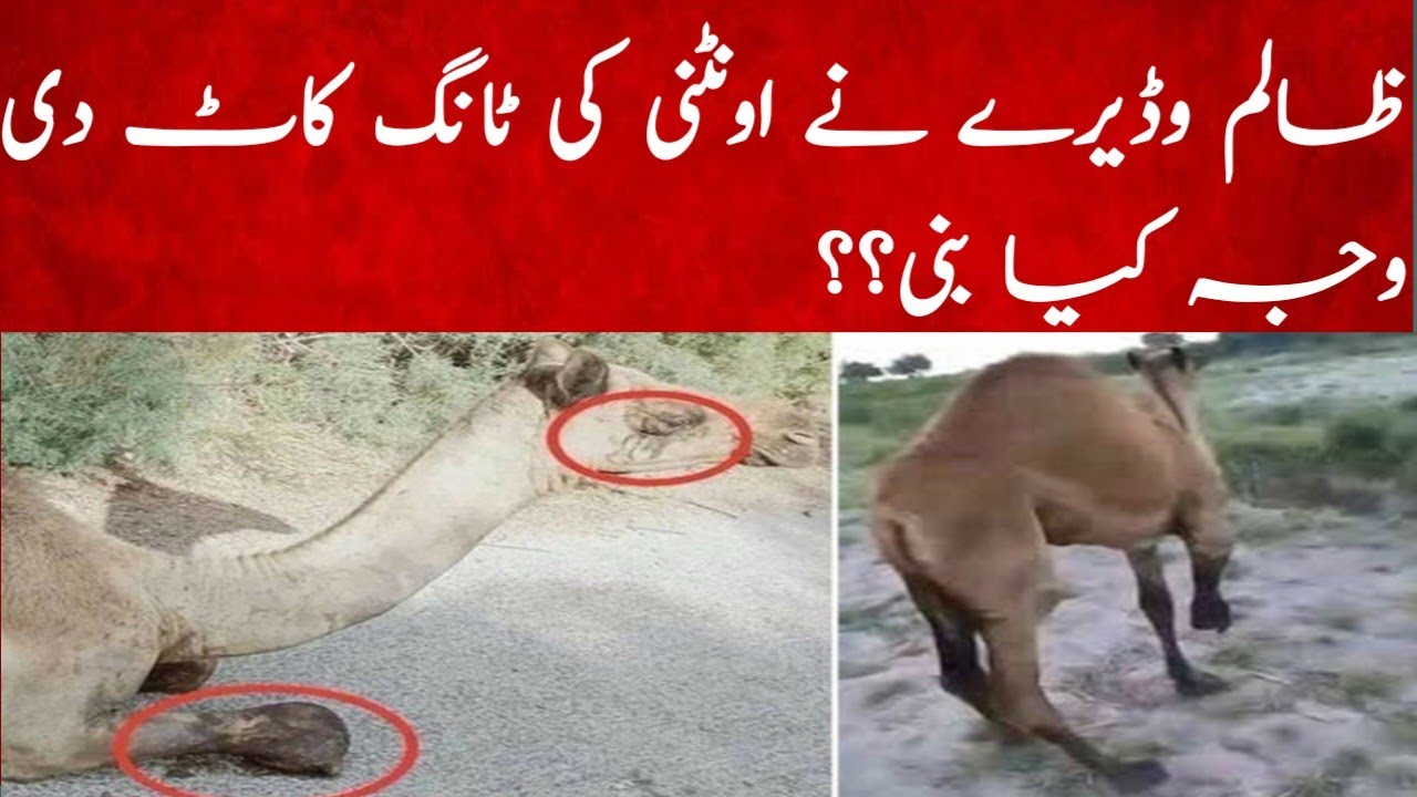 Camel Leg Cut Video Complete Detail | Oont Ki Tang Kat Di | Sindh Camel ...