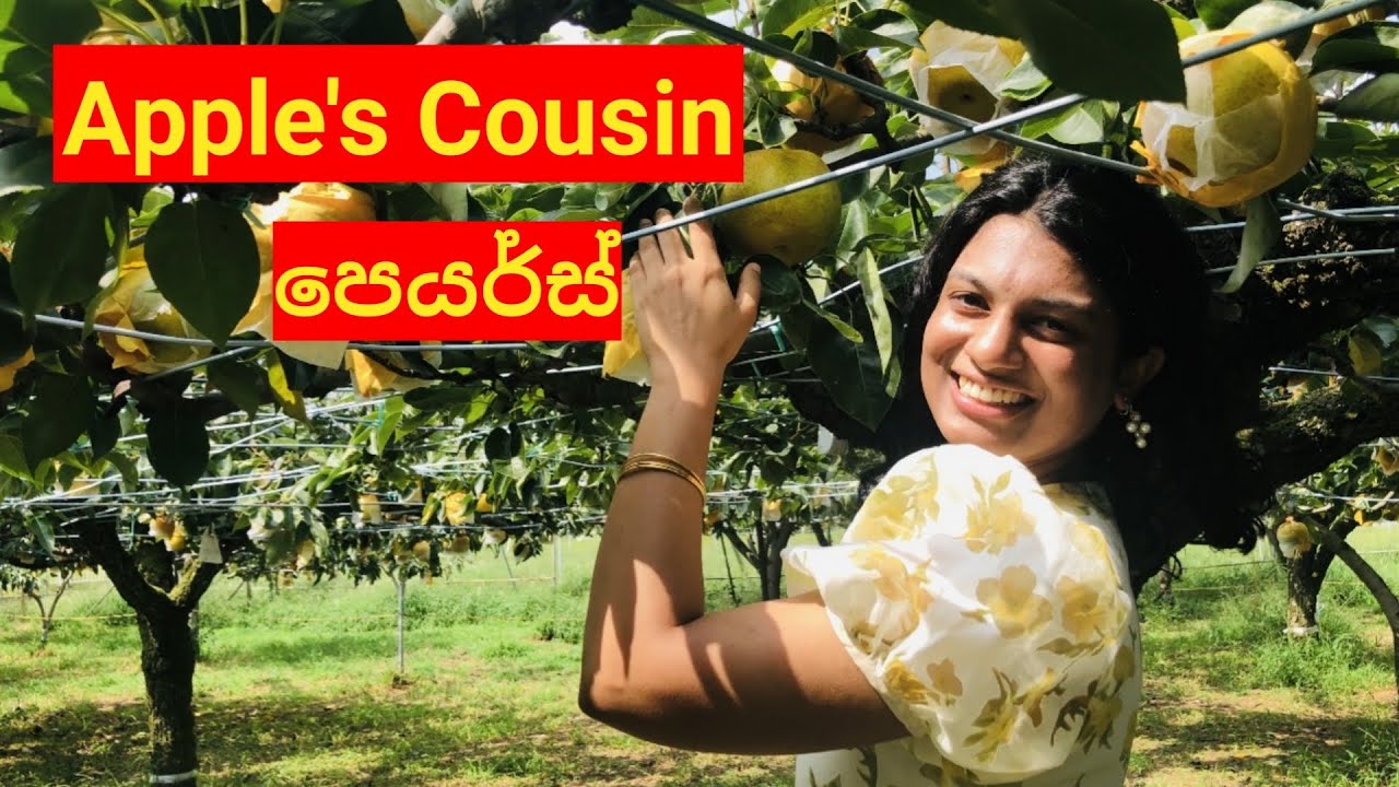 Apple’s Cousin / පෙයර්ස් - YouTube