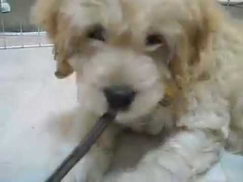 9 Week Old Cockapoo Puppy - YouTube