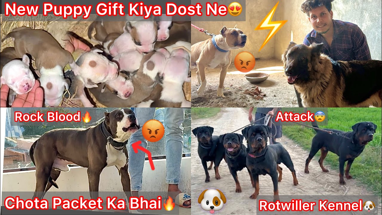 New Cute Puppy Gift Mila😍Chota Packet K Bhai Ko Dekha Phali Bar🔥Rock ...