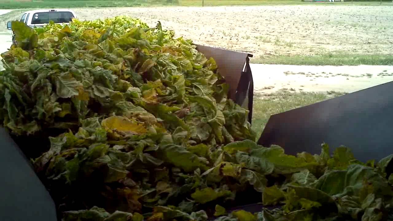 Barning flue cured tobacco 2 - YouTube