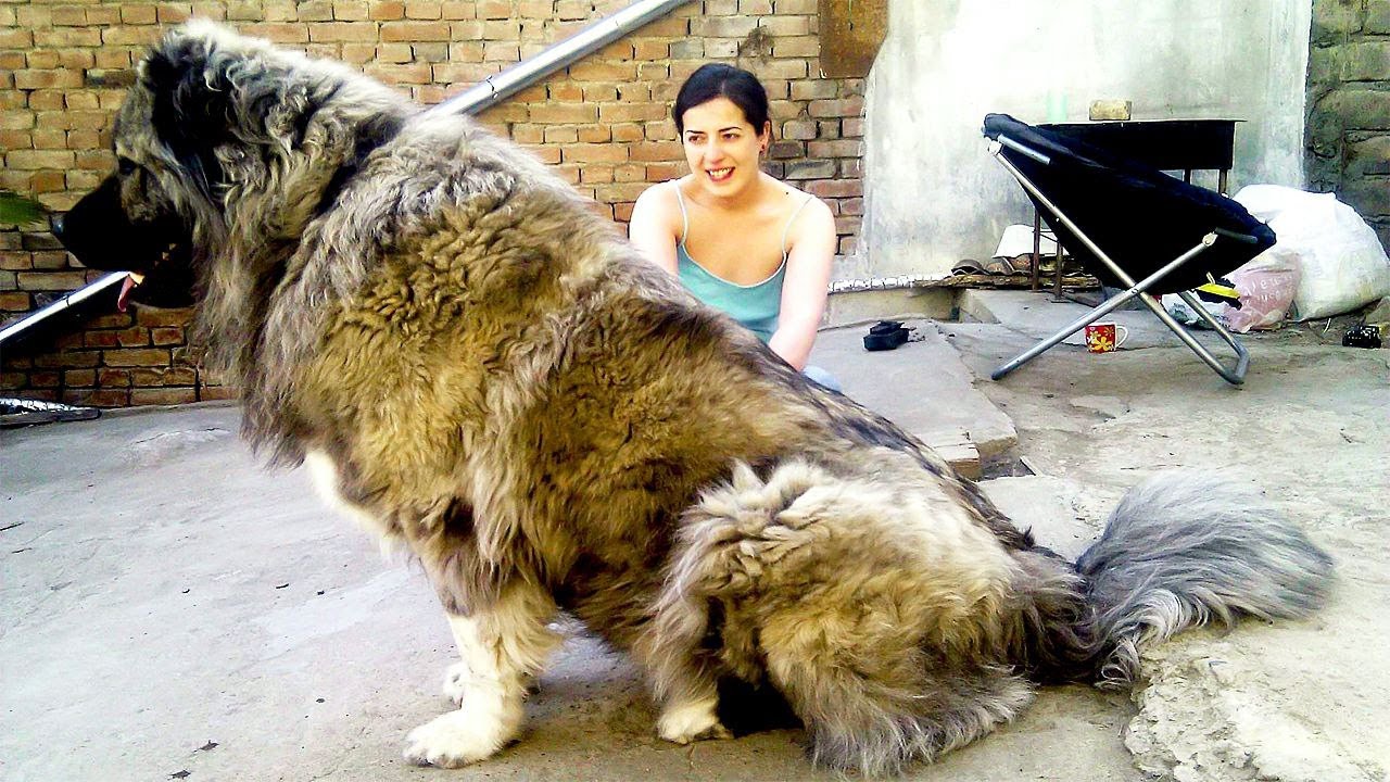 All You Need to Know About the Loyal and Protective Caucasian Shepherd ...