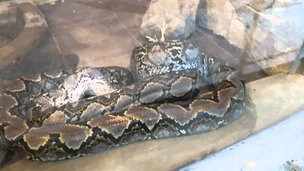 Ular Pyton Raksasa - YouTube