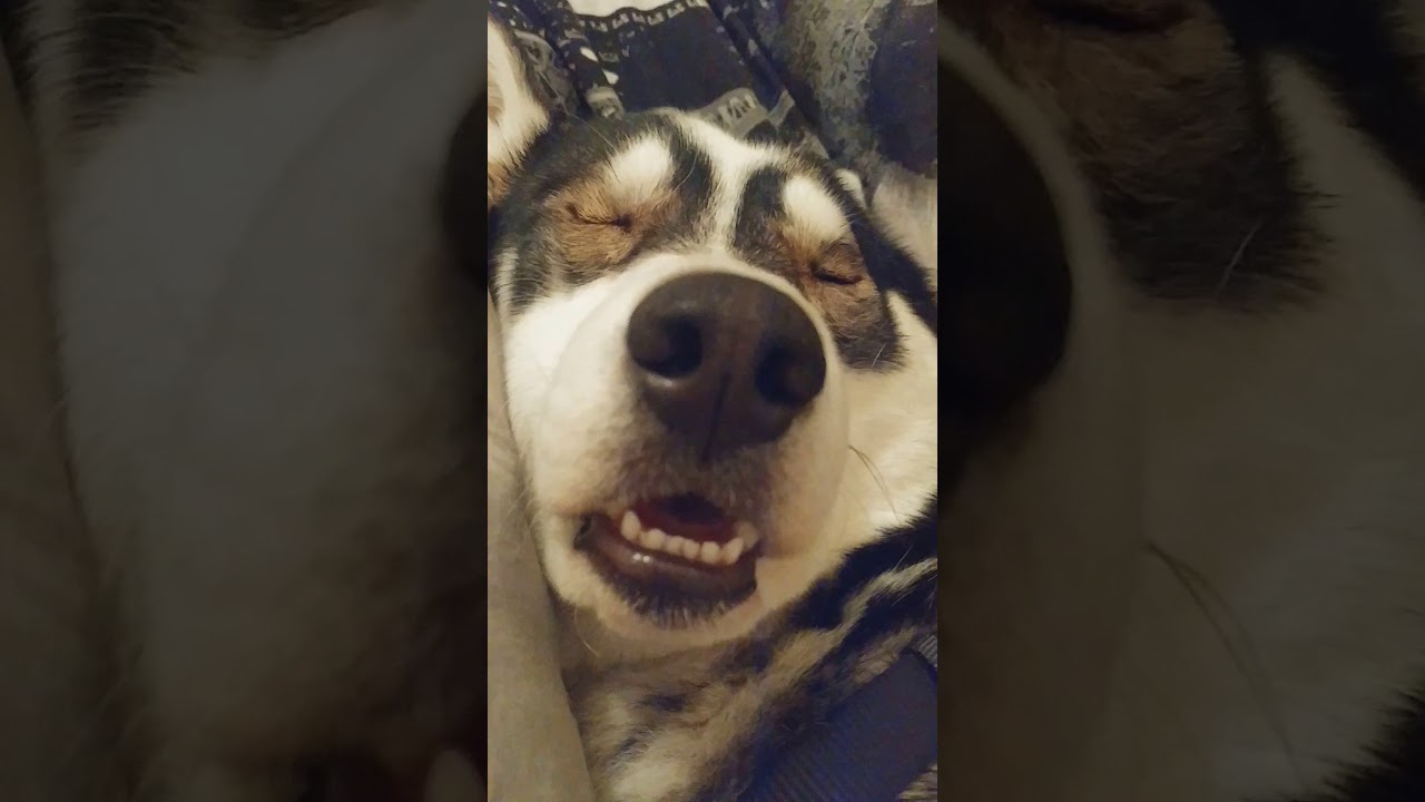 Husky - YouTube