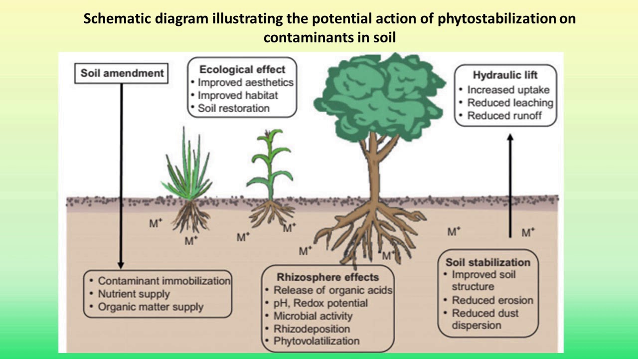 Phytostabilization Part I - YouTube