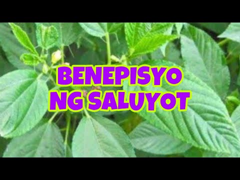 BENEPISYO NG SALUYOT SA ATING KATAWAN - Halamang Gamot Channel - YouTube