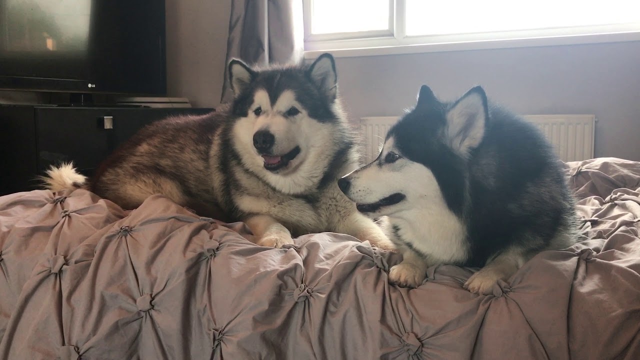 Do your dog's love each other this much? - YouTube