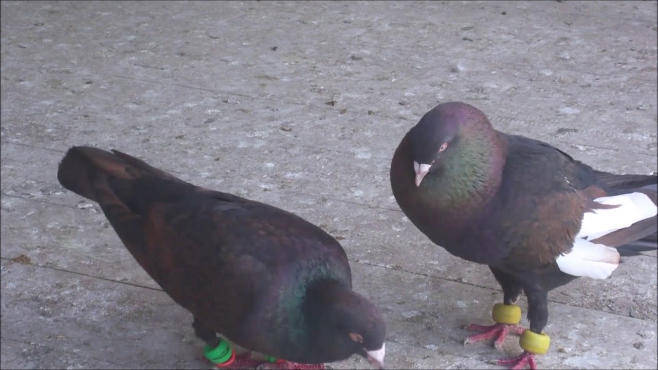 Kaftar Afghani - YouTube