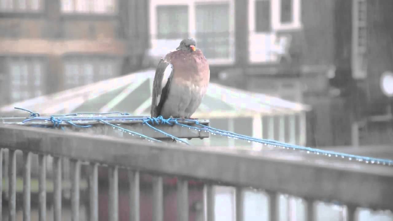 Sad pigeon in the rain - YouTube