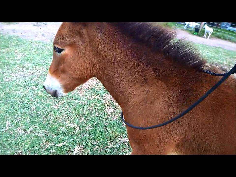 Neck Reining Baby Mule Hash Brown - YouTube