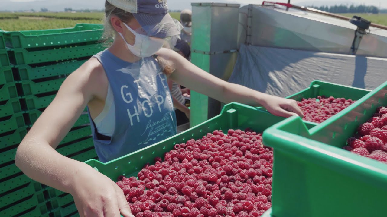 RASPBERRY HARVEST | at the raspberry farm - YouTube