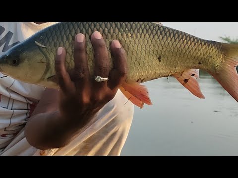 Amazing best fishing Big Raho fish Singh ka shikar catch fishing - YouTube