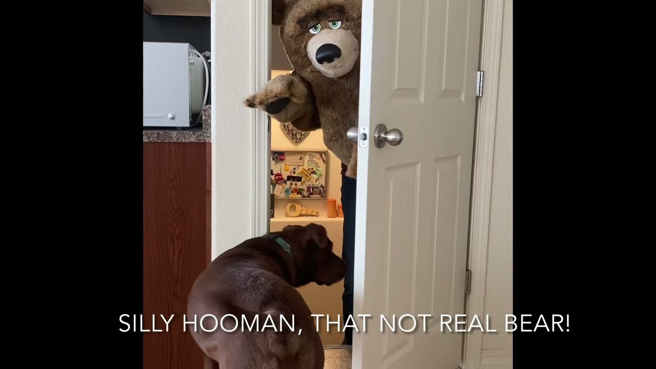 Hank the Tank Challenges Grizzly Bear with No Fear - YouTube