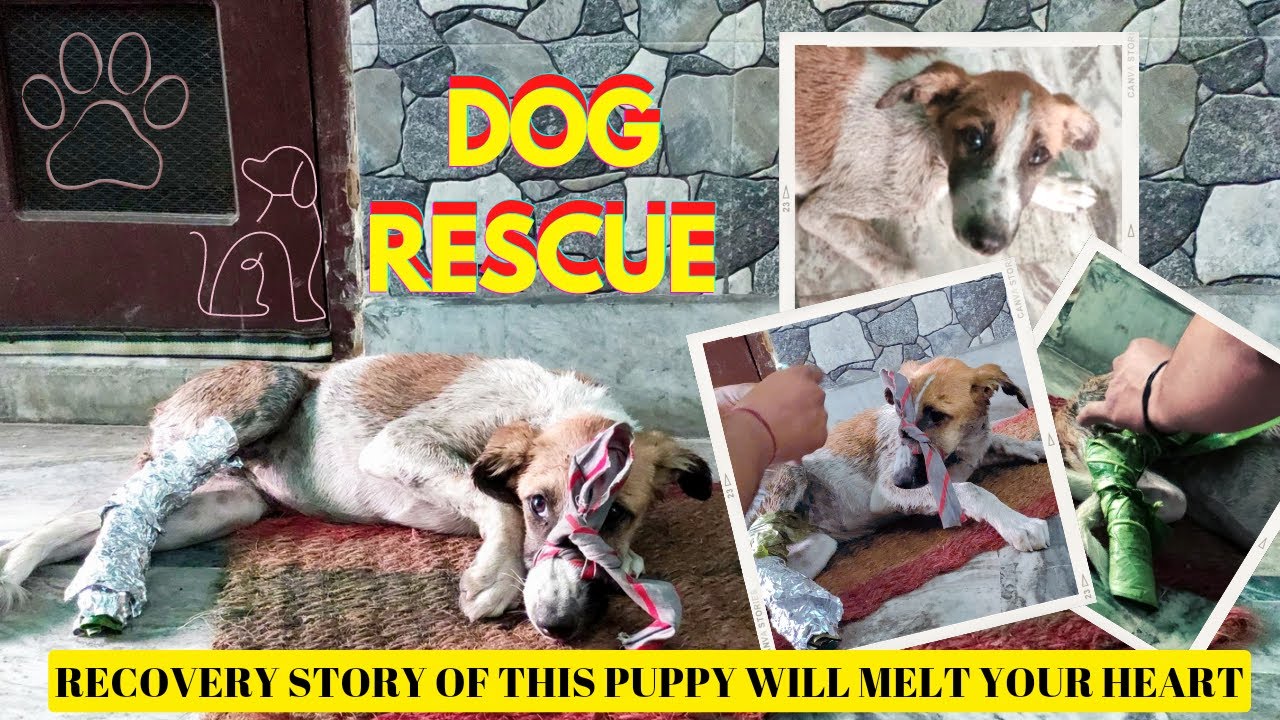 Puppy Left On Road To Die Recovered With Natural Remedy | Dog Rescue 🐾 ...