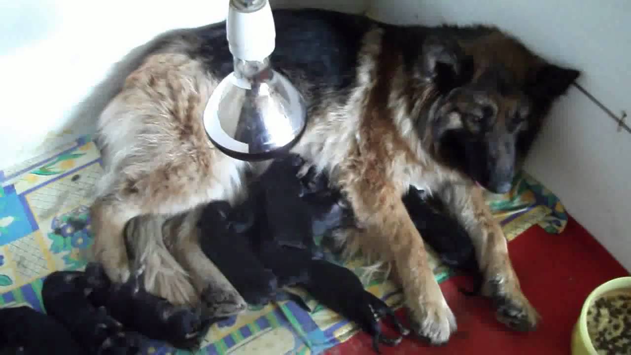 Old German Shepherd puppies for 6 hours after birth - YouTube