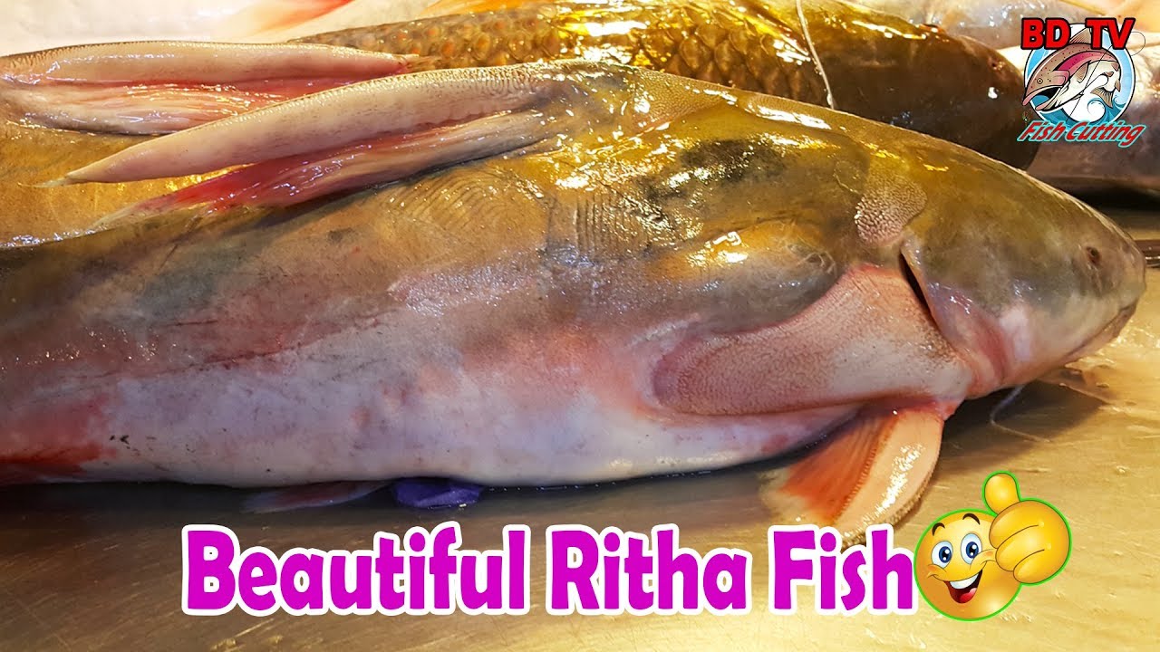 Ritha Fish Fish Cutting Skills 2021 Amazing Ritha Fish Cutting Skills ...