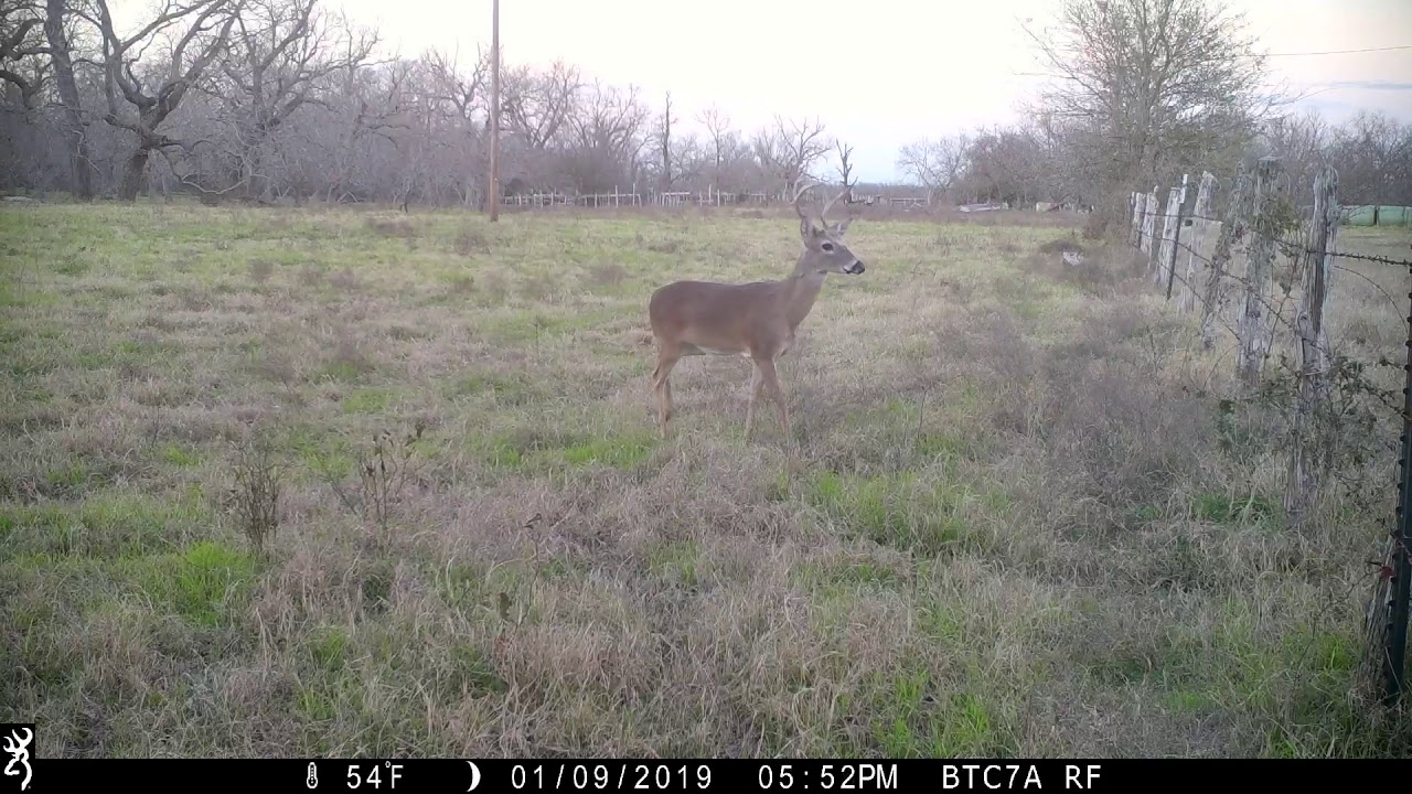 2018 Browning BTC-7A Recon Force Big Flying Bucks Boar Texas 1080HD ...