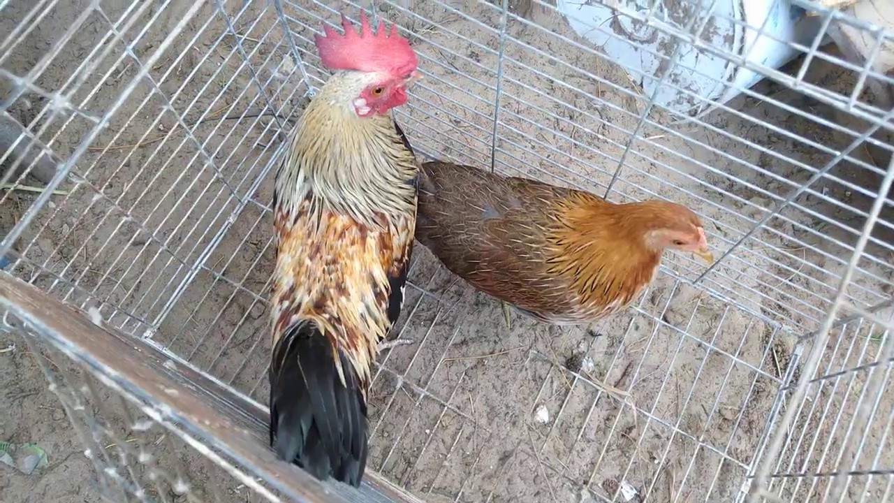 videos de granja de animales - gallos enanos - pollos enanos - YouTube