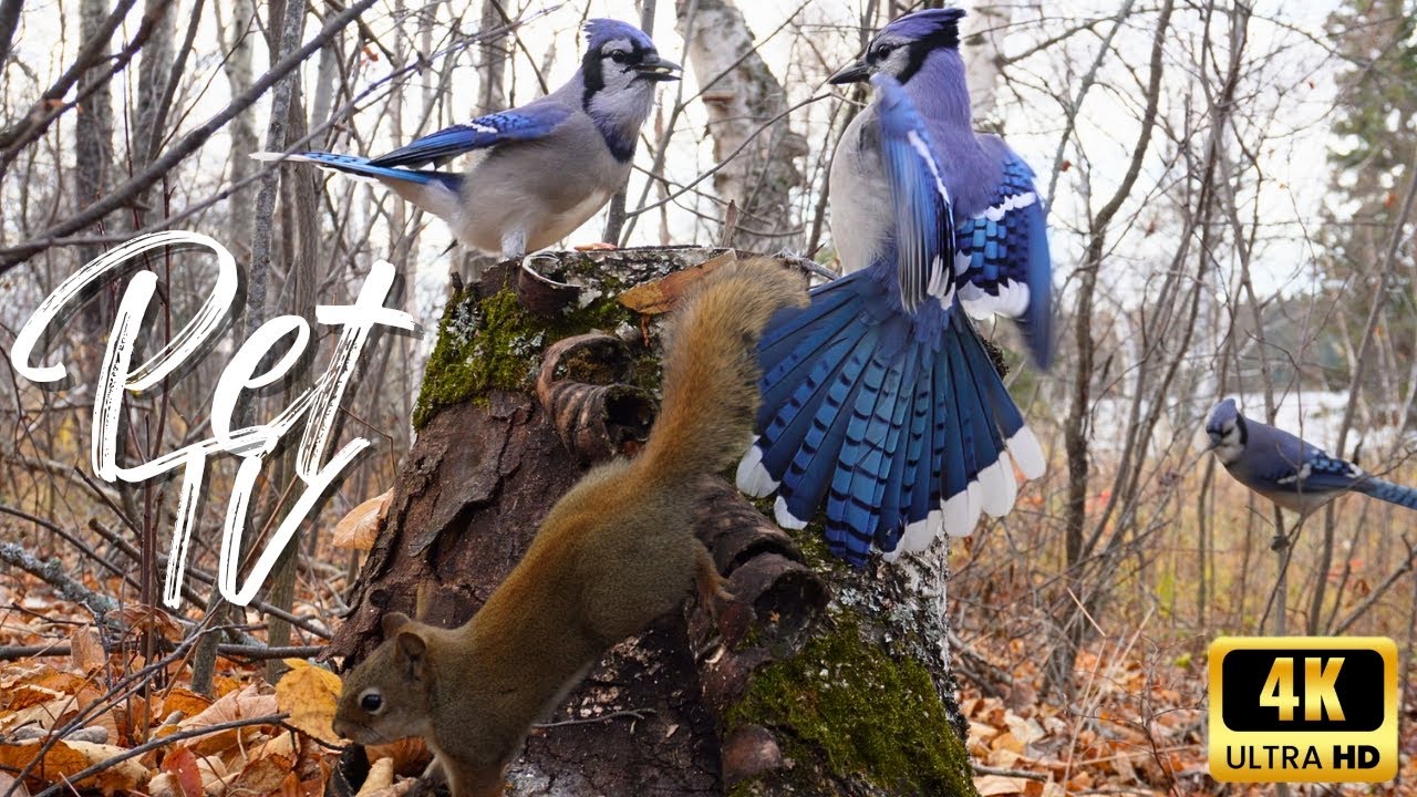 Sassy Squirrels and Blue Jays on a Blustery Day | Entertain Your Cat or ...