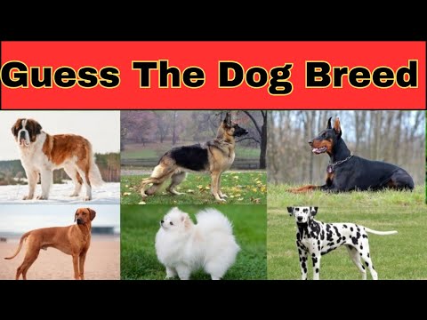 Guess the Dog Breeds Quiz | Dog Breeds Quiz - YouTube