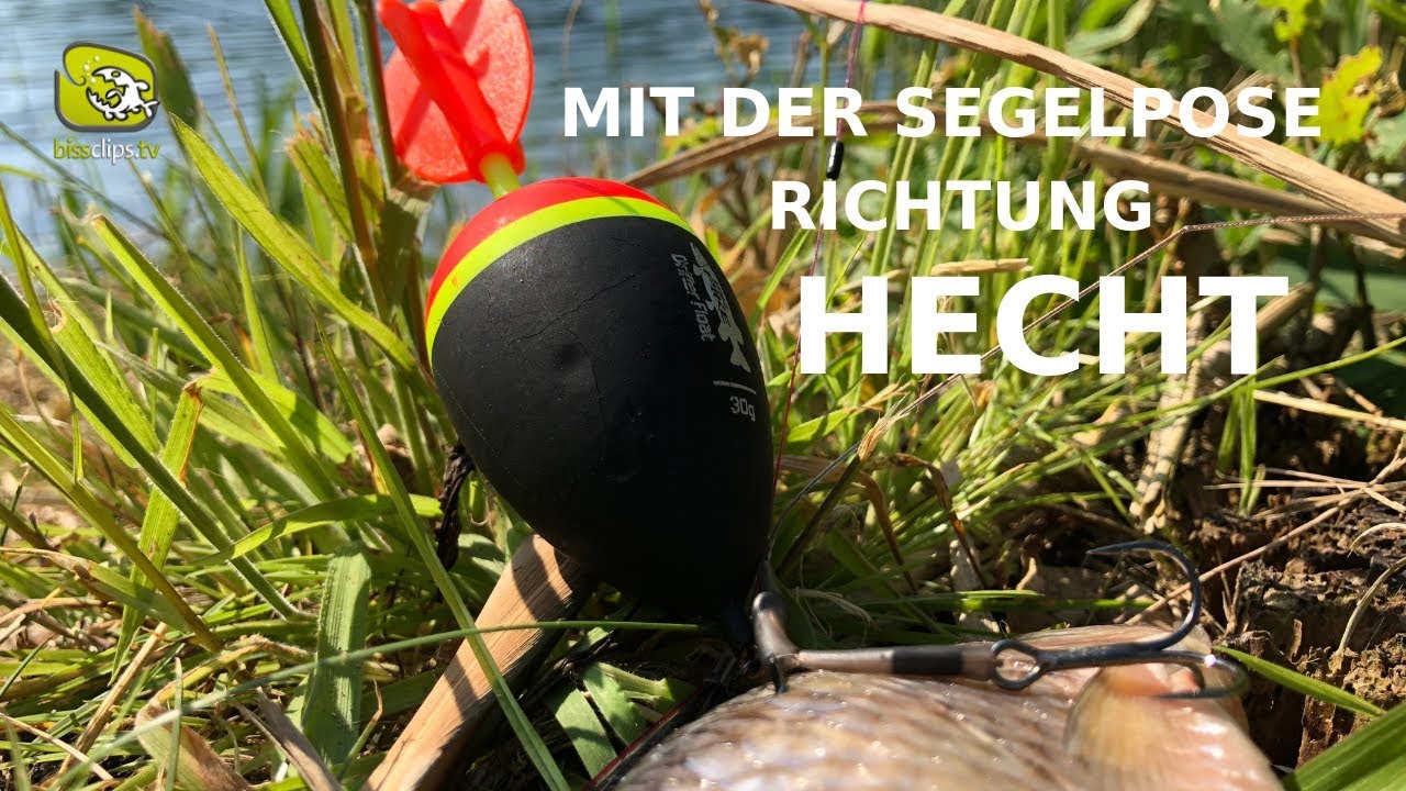 Hechtangeln mit der Pose - Köderfischmontage an der Segelpose - YouTube