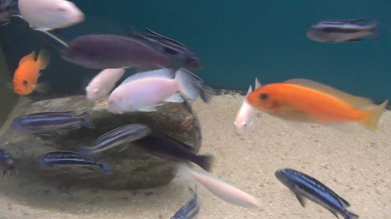Albino Socolofi