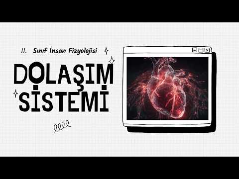 11. Sınıf Biyoloji | Dolaşım Sistemi - Ders 3 | İnsan Fizyolojisi