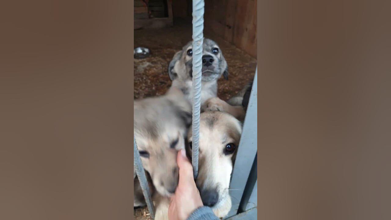 Мама и её щенки Очередная перспектива всей жизни в приюте 💔 Ищут дом Приют Сириус в Киевской