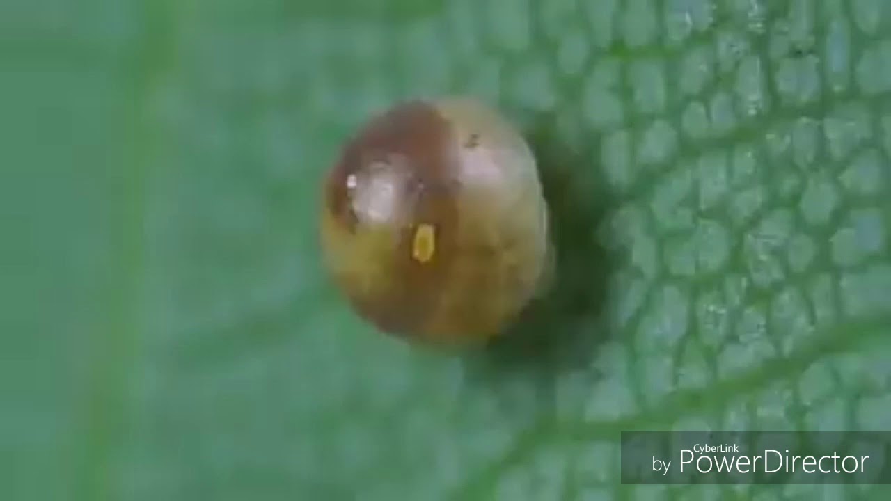 Super video How butterfly born must watch - YouTube