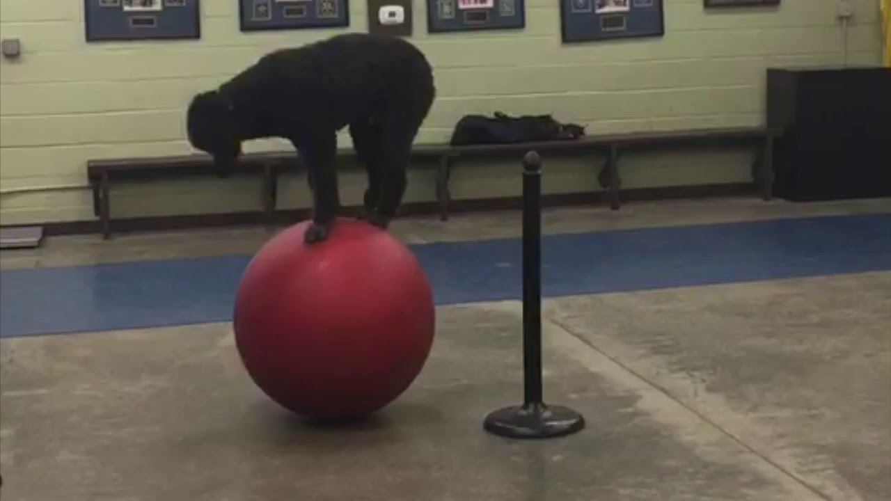 Alex Rothacker - YouTube