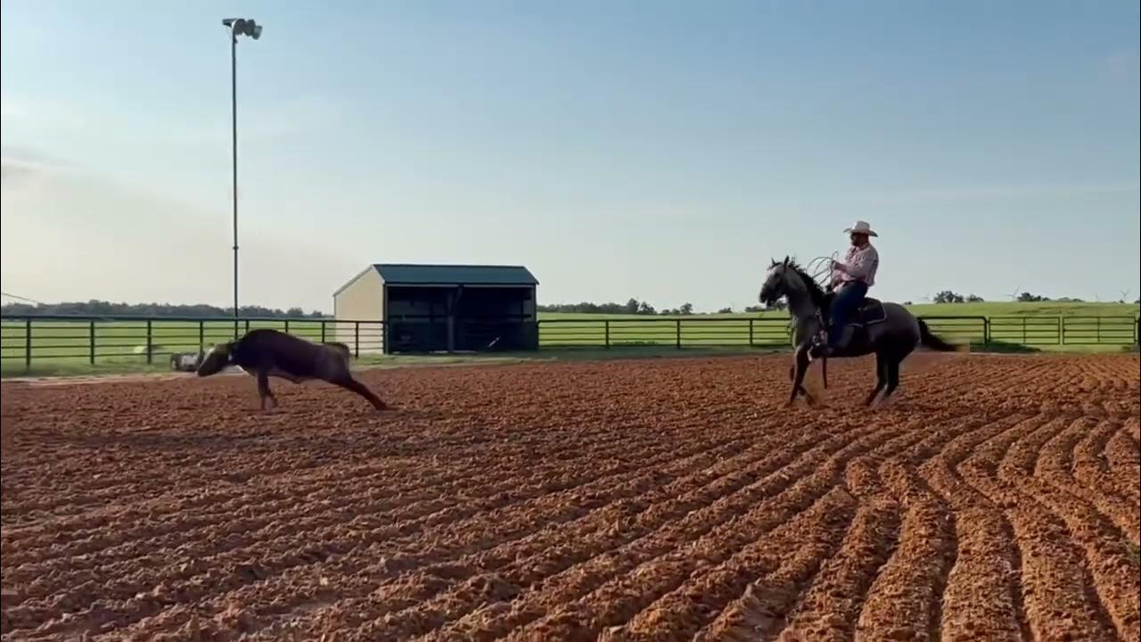 PISTOLS WINGMAN 2017 Gelding. JM Select Horses - YouTube