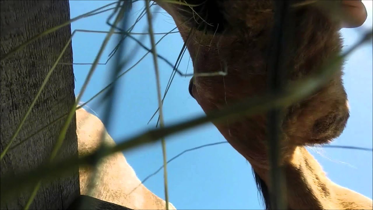 Extreme GoPro Horse - YouTube