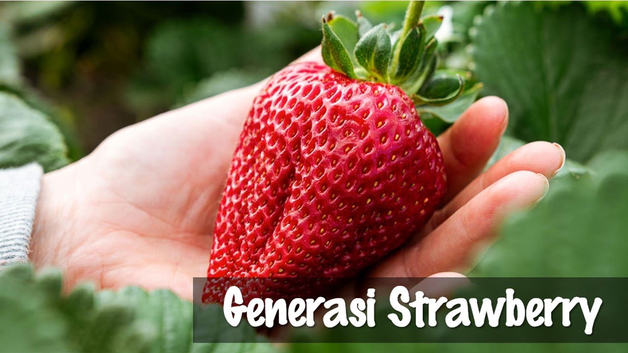 Generasi Stroberi - YouTube