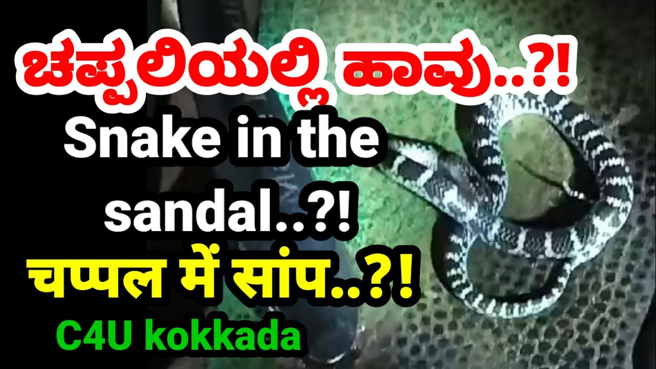 snake in the chappal,chappaliyalli haavu, chappal me samp,snake at home ...
