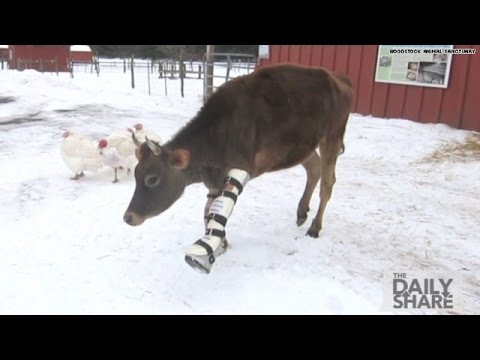 Fawn the cow gets new lease on life with braces - YouTube
