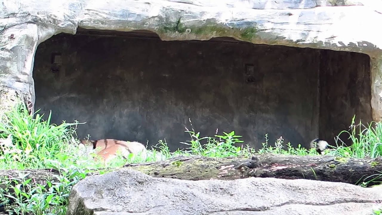 Restless tiger at the Pittsburgh Zoo - YouTube