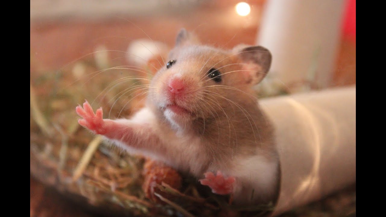 Hamster Voice Yeppppie (Royalty Free Cartoon Sound) (2 versions in 1 ...