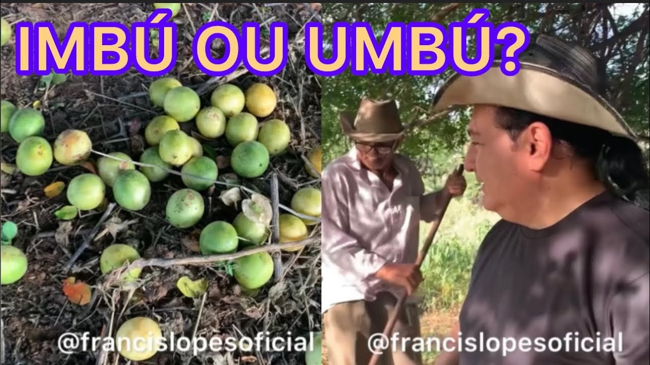 IMBÚ OU UMBÚ? AFINAL, QUAL É O NOME CORRETO? Francis Lopes Ao Vivo Na Estrada - YouTube