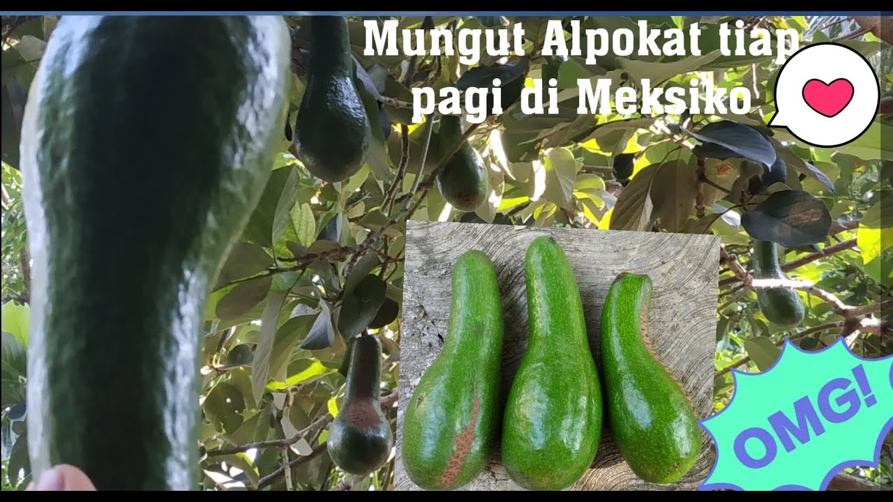 Mungut alpokat BESAR tiap pagi di ver Meksiko - YouTube