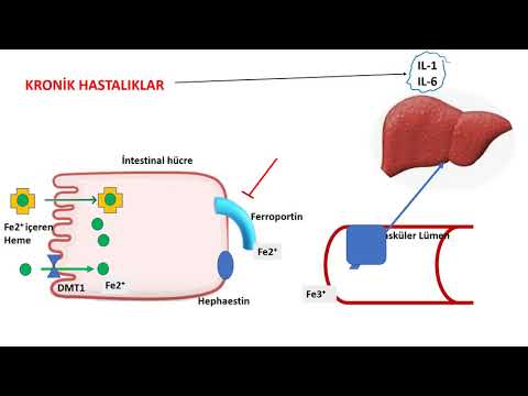 Üretim Azlığı Anemiler ve Kanama Bozuklukları
