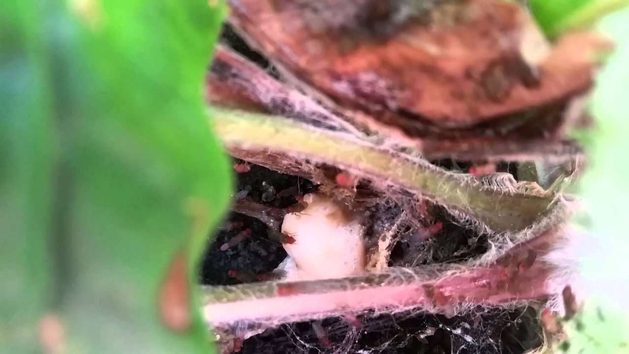 Fruit Flies Feeding on biofilm of Sugar Rot on Gerbera host plant - YouTube