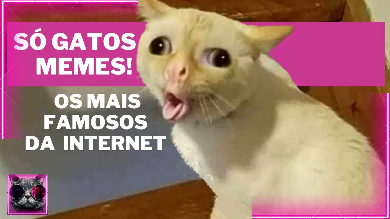 Os Melhores Memes De Gatos Melhor Nem Ver #gato #humor #meme #carnaval