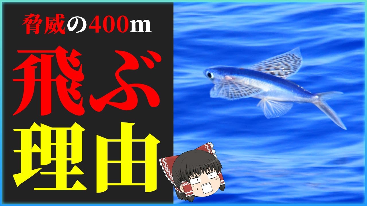 飛ぶ魚、トビウオの謎：なぜトビウオは飛ぶのか？【ゆっくり解説】 - YouTube