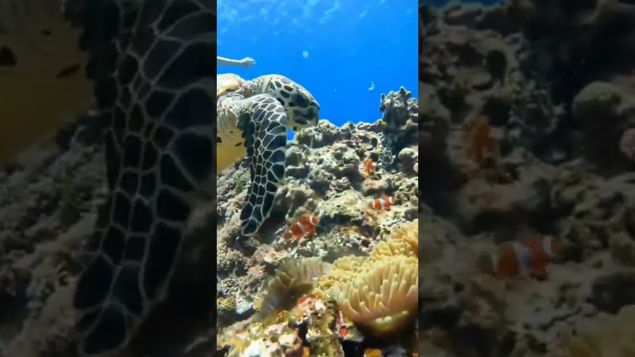 Clownfish attack turtle!! - YouTube