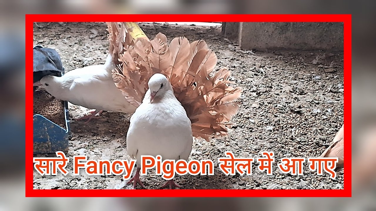 All fancy pigeon for sale in Lucknow Uttar Pradesh 9415596388 American ...