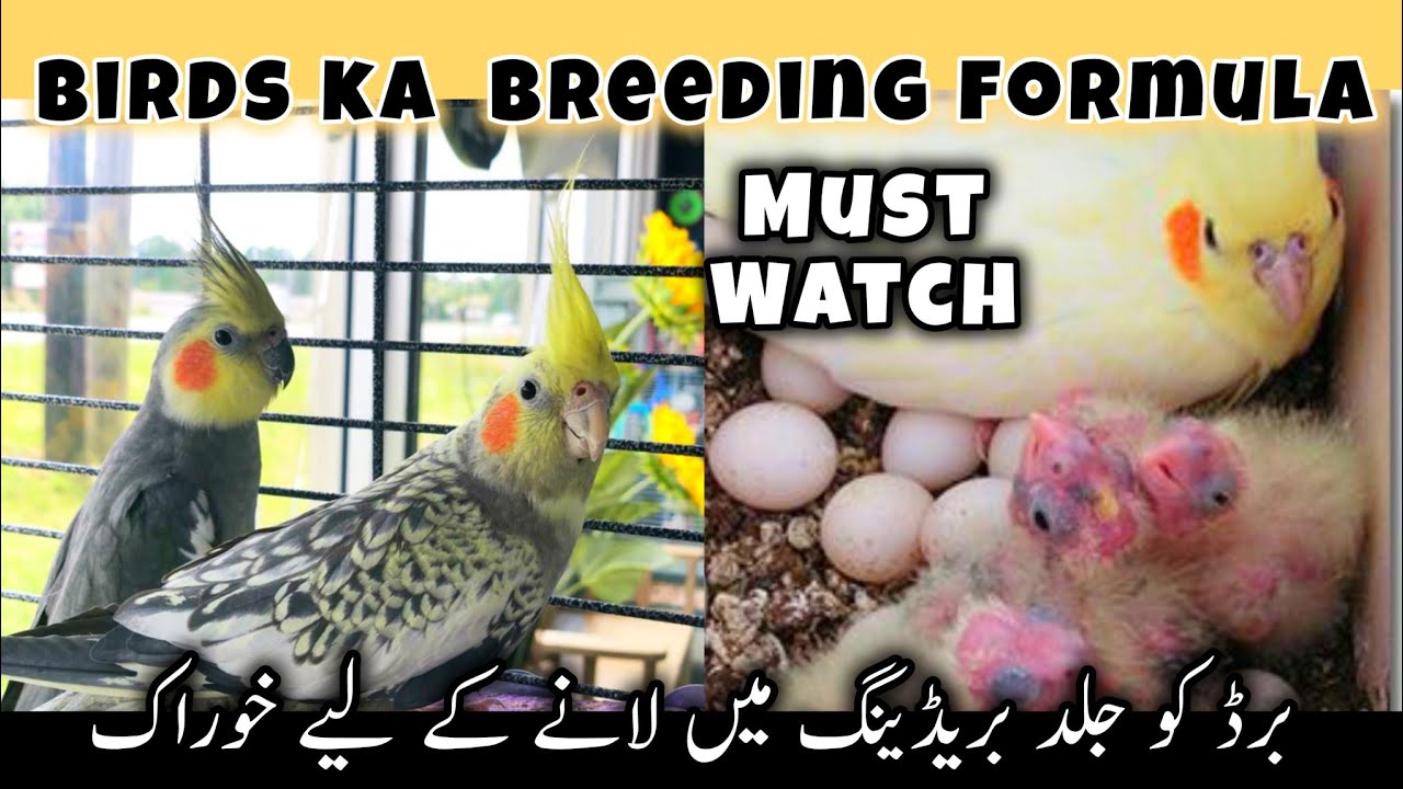 Breeding formula for bird || Breeding formula for love Birds ...