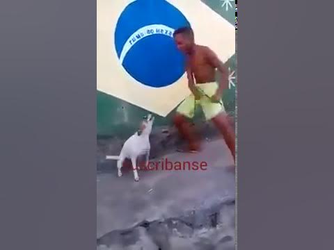 Perro baila samba con un niño - YouTube